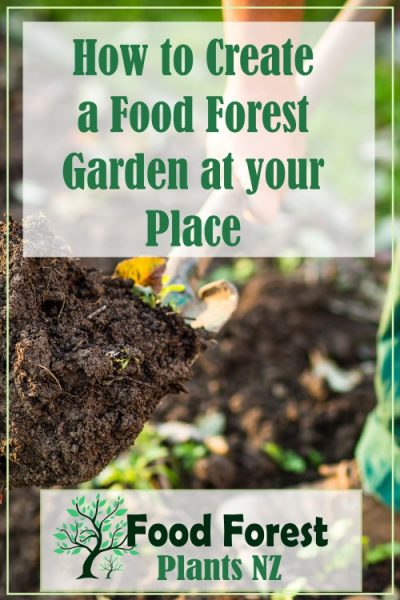 How to Create a Food Forest in New Zealand - Food Forest Plants NZ