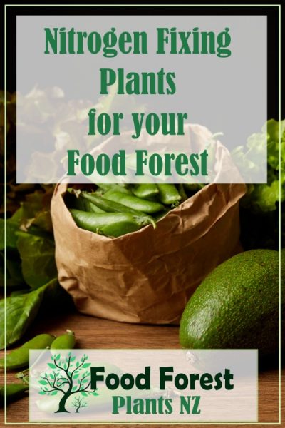 Nitrogen Fixing Plants for New Zealand Food Forest Gardens