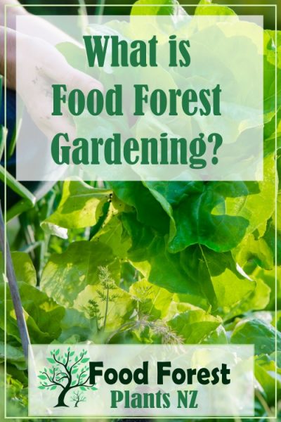 What is Food Forest Gardening? - Food Forest Plants NZ