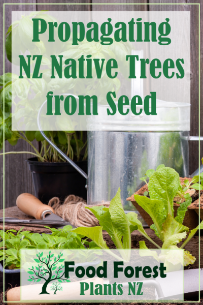 NZ Native Tree Seed Collection and Propagation - Food Forest Plants NZ